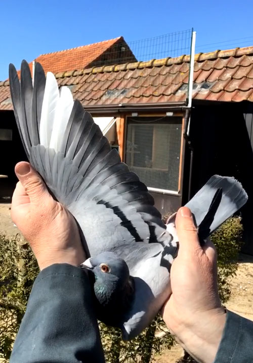 Prestatieduiven - De Belser Johan Racing Pigeons Belgium